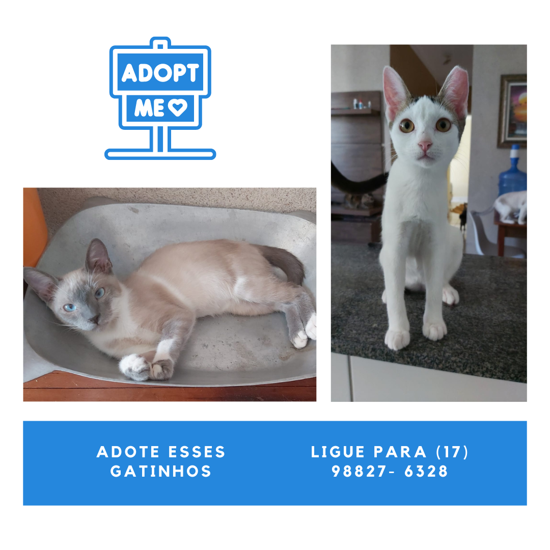 Júlia e James - FAUNA - Francisco de Assis União Protetora dos Animais