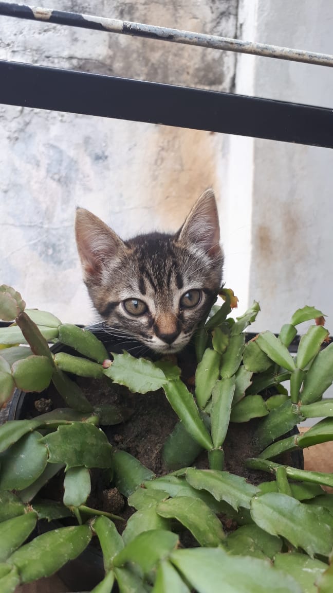 Tigrinho - FAUNA - Francisco de Assis União Protetora dos Animais