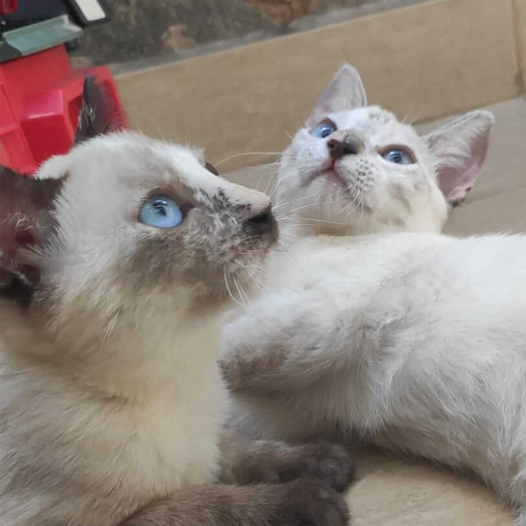 Duas Gatinhas Lindas Fauna Francisco De Assis União Protetora Dos Animais